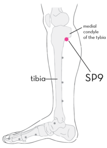 Drain Yo Dampness: Spleen 9 for Late Summer - Mend Acupuncture
