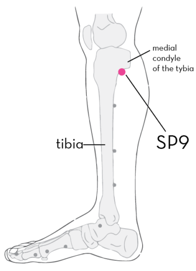 Drain Yo Dampness: Spleen 9 for Late Summer - Mend Acupuncture